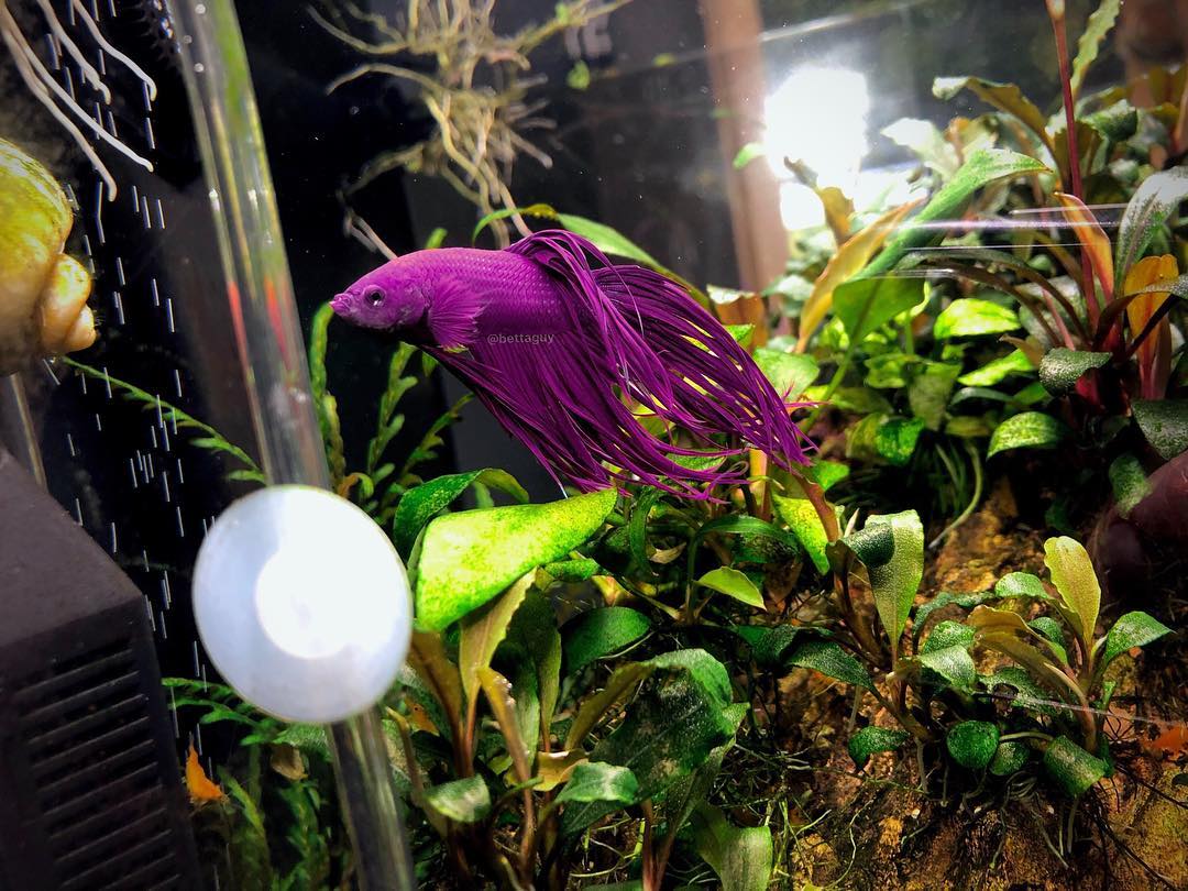 Knowing All Types Of Betta Fish - By Tail, Pattern And Color With Photo ...