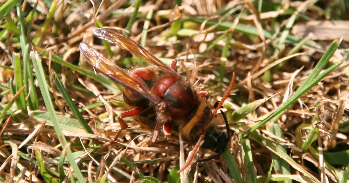 DiscoverThat - Journal: Hornets attack wasps