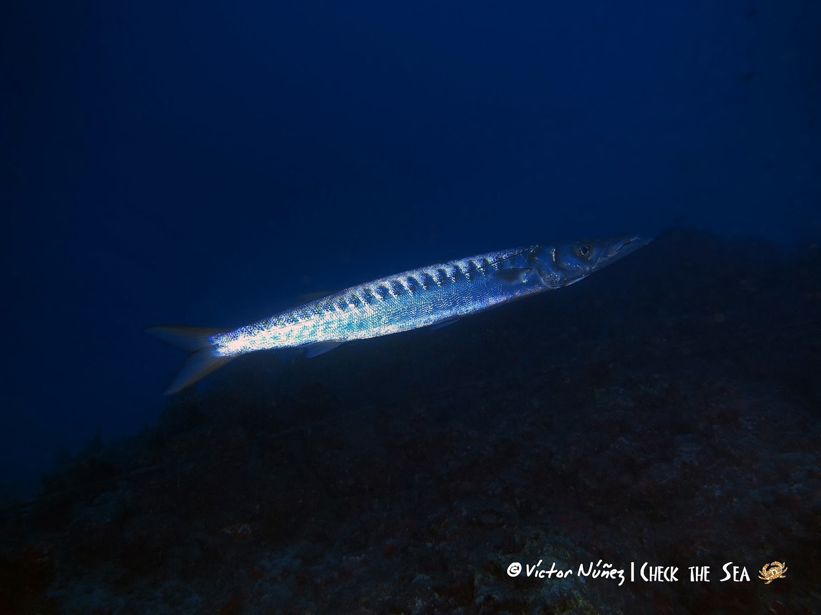 Check the Sea. Web de buceo y fotografía submarina de las Islas ...