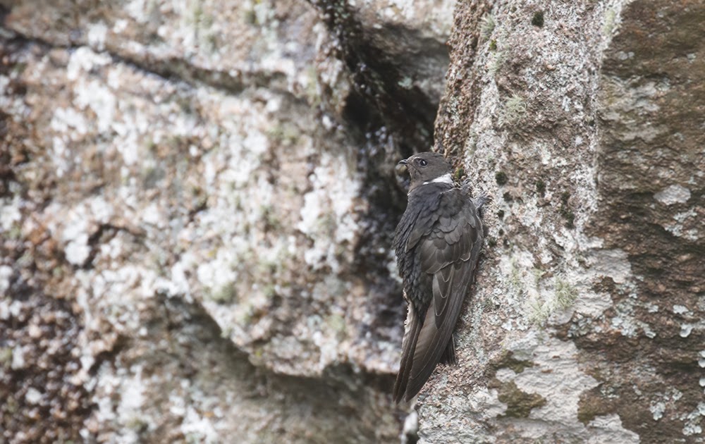 mis fotos de aves: Streptoprocne zonaris Vencejo de Collar White ...