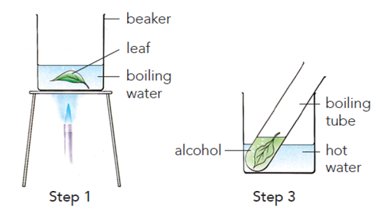 6.1.2. Investigations for photosynthesis - chlorophyll, light, carbon ...