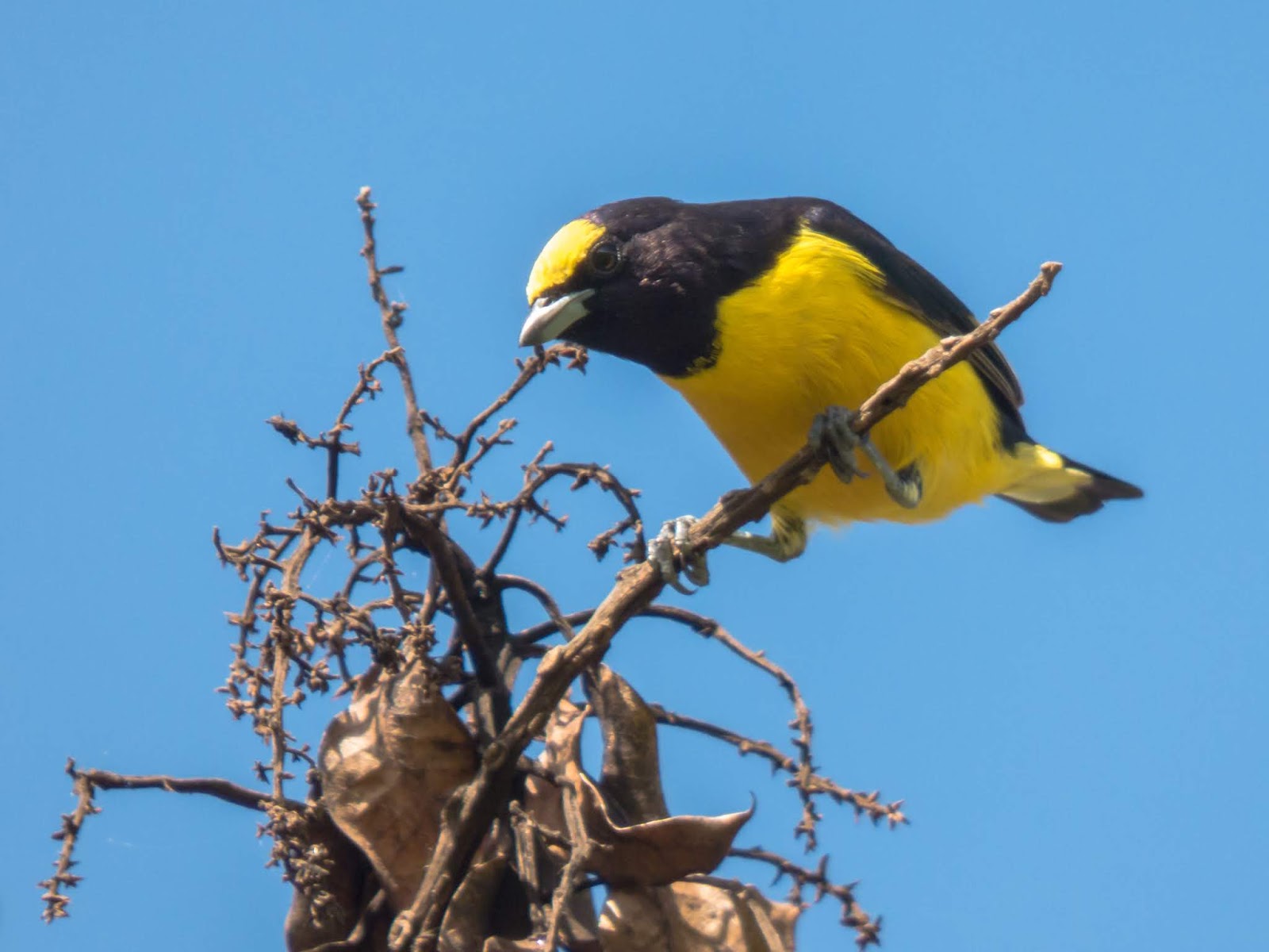 Aves do Cerrado Goiano
