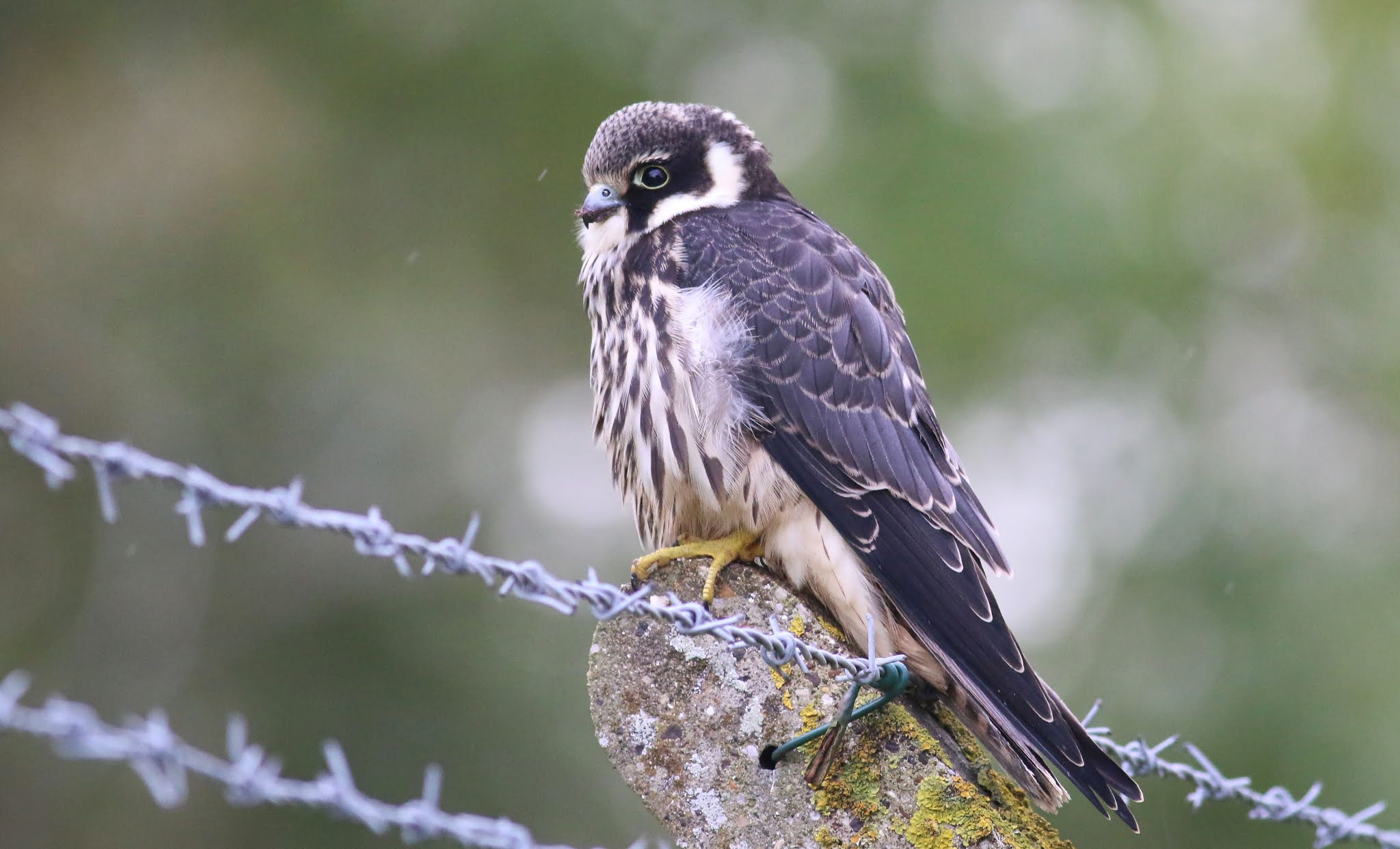 CAMBRIDGESHIRE BIRD CLUB GALLERY: Hobby