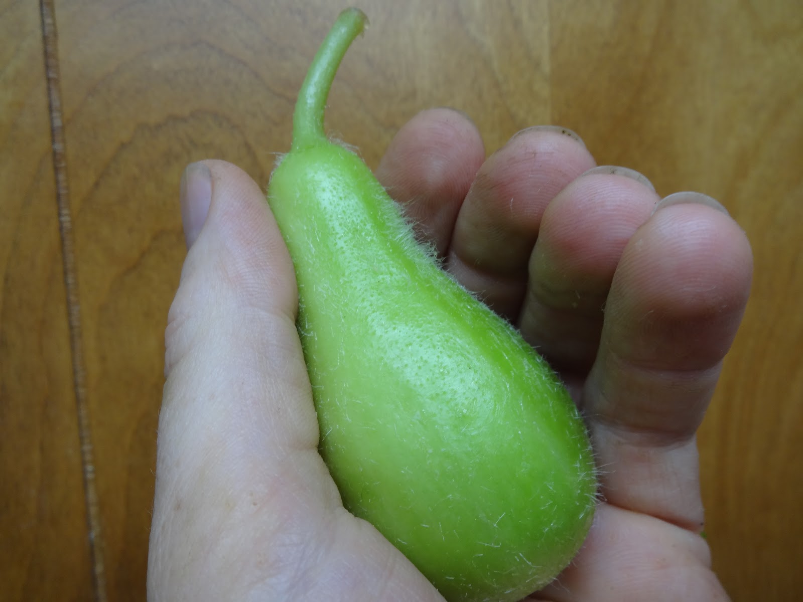 The Scientific Gardener: First successful cross of pear with cucumber!