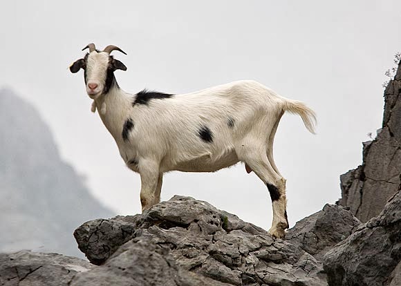 Cabra o Chiva | Fotos De Todo Tipo De Animales