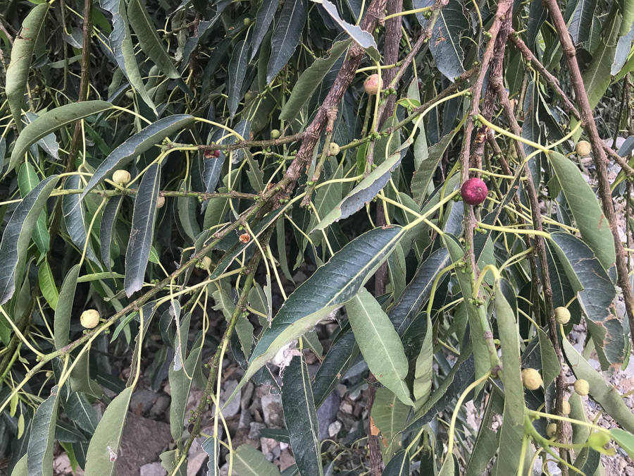Birds of Saudi Arabia: Wonderboom Fig Tree – Raydah Escarpment