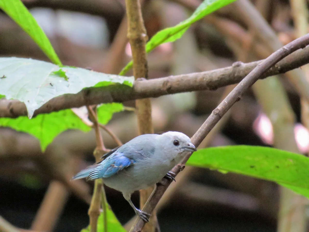 Why Costa Rica Birds Are Some of the Best in the World | Sidewalk ...