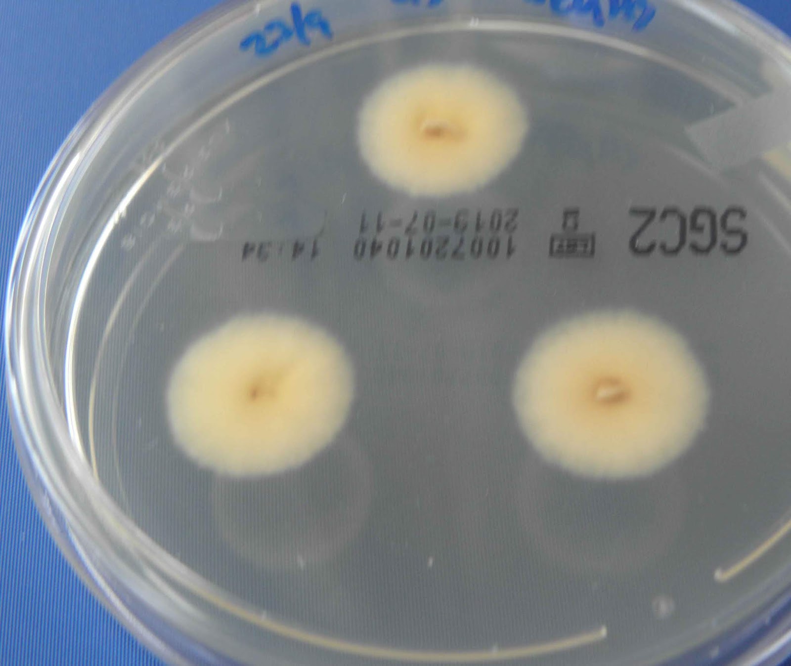 ATLAS MICOLOGIA: TRICHOPHYTON INTERDIGITALE