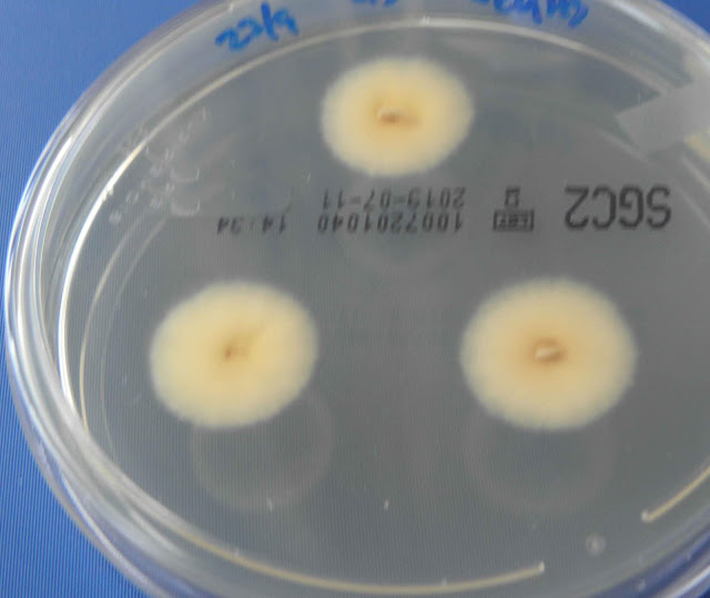ATLAS MICOLOGIA: TRICHOPHYTON INTERDIGITALE