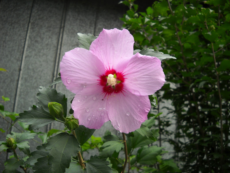 Gold Hill Plant Farm: September 2012