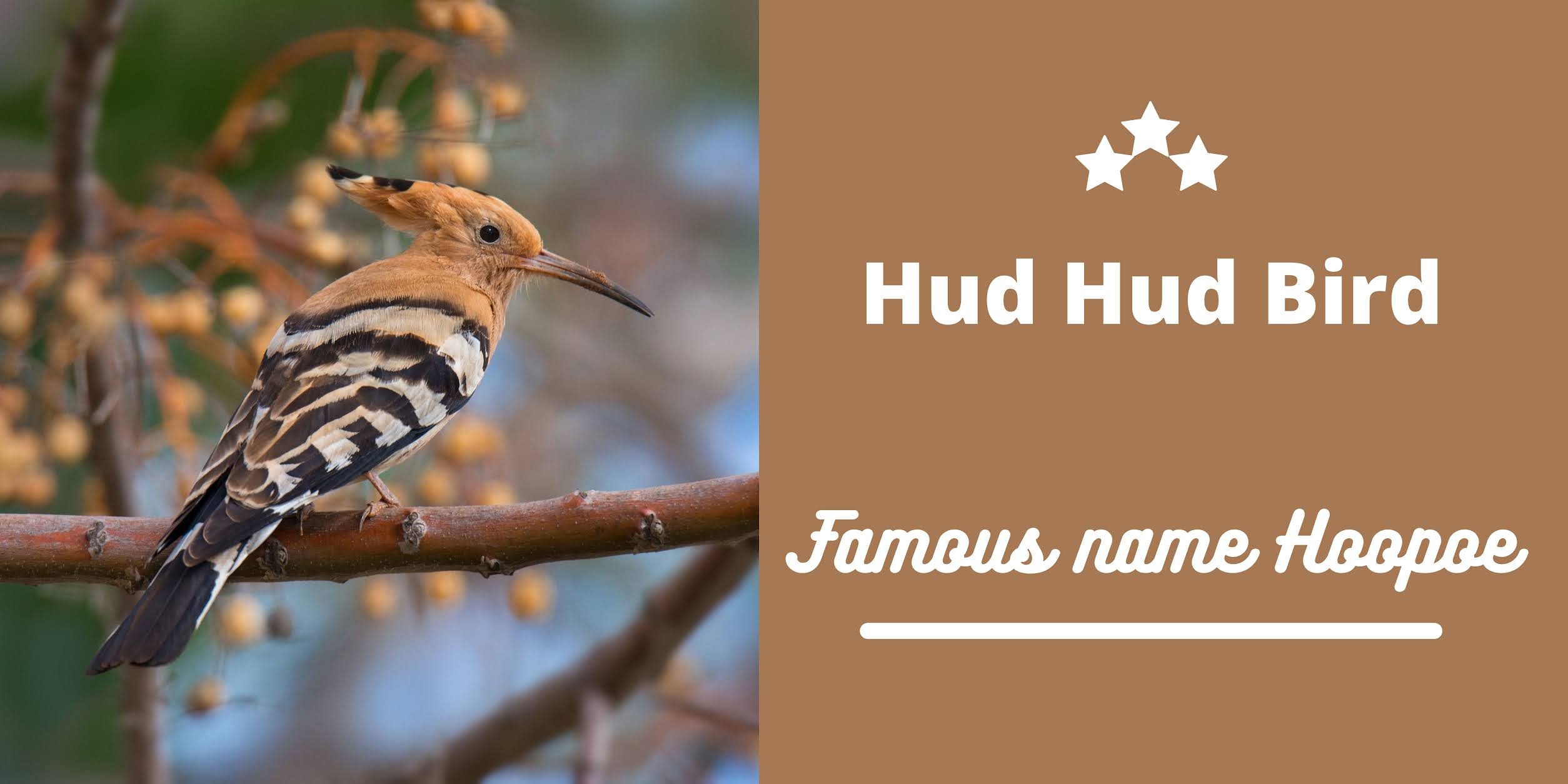 Hud Hud bird (Hoopoe) - Animal glory (eng)