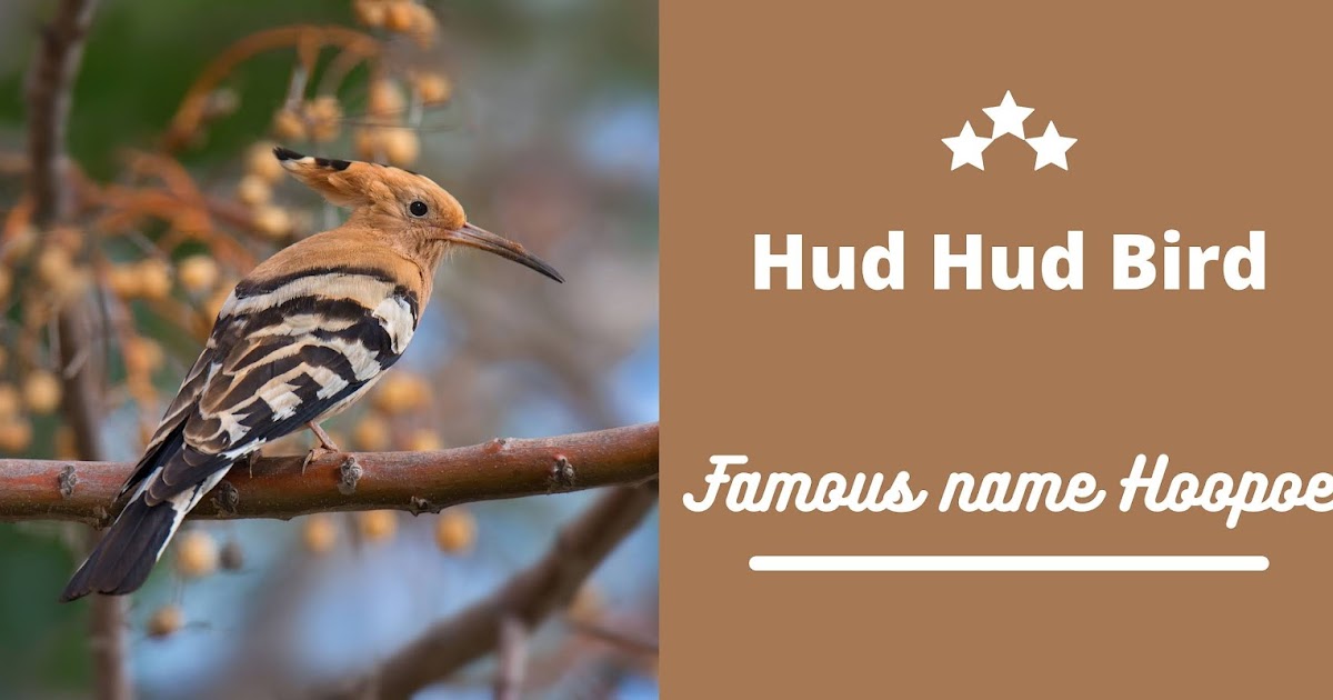 Hud Hud bird (Hoopoe) - Animal glory (eng)