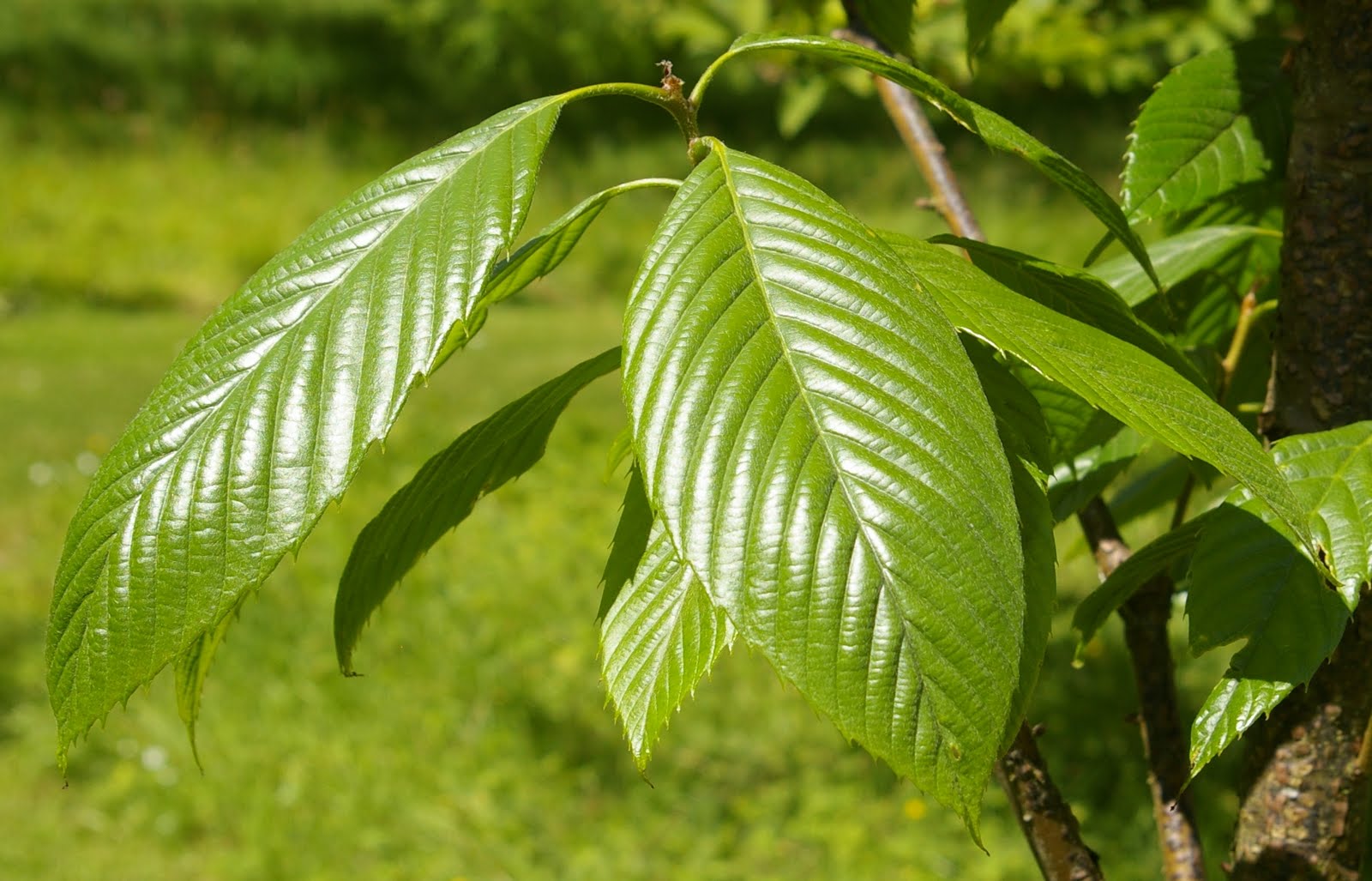 John Grimshaw's Garden Diary: Oaks at Chevithorne Barton
