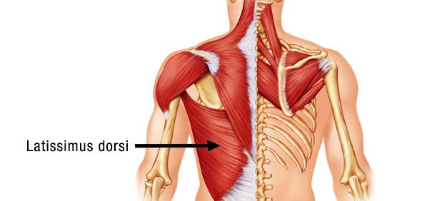 Otot-otot yang Dilatih Saat Olahraga Pull Up