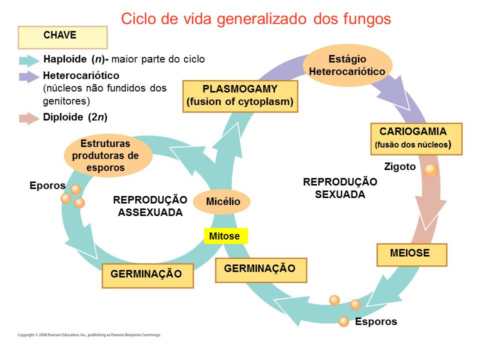 Fofurinhas Biológicas: REINO FUNGI (III): REPRODUÇÃO
