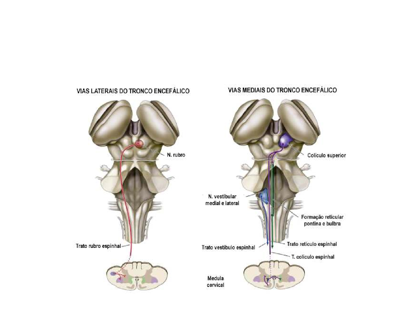 Blogão de Fisio: MEDULA ESPINHAL