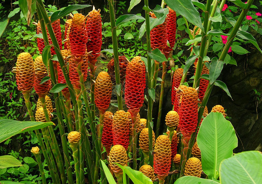 Flowers: Zingiber Spectabile Flower!