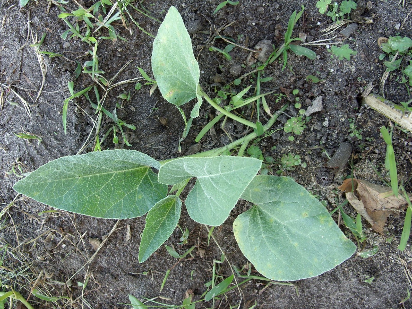 Scirpidiella's Plants: Wild squash species (Cucurbita sp. div.)