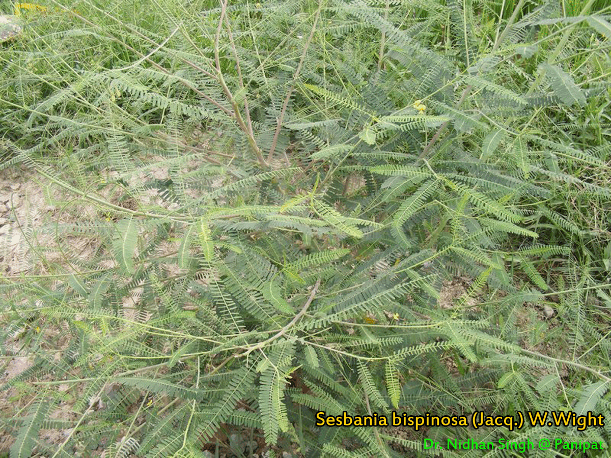 Medicinal Plants: Sesbania bispinosa, Dunchi fiber, Prickly Sesban ...