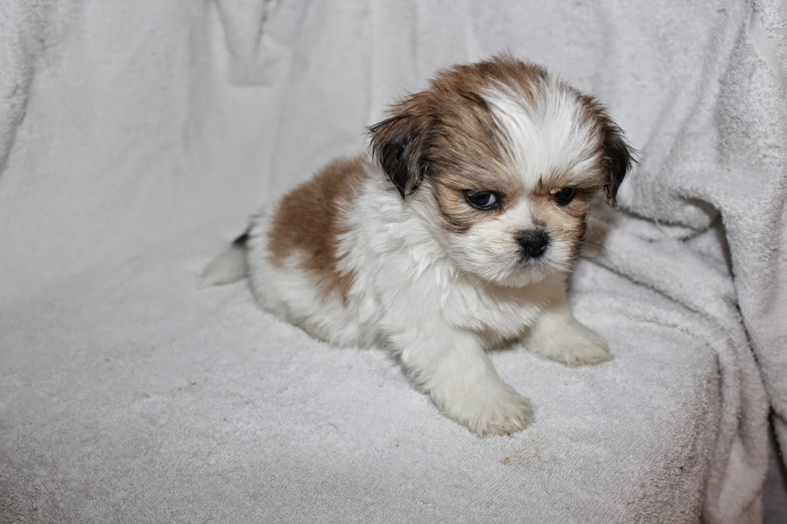 Lhasa Apso - Penny's Pups from birth to new homes: lhasa puppy pippin