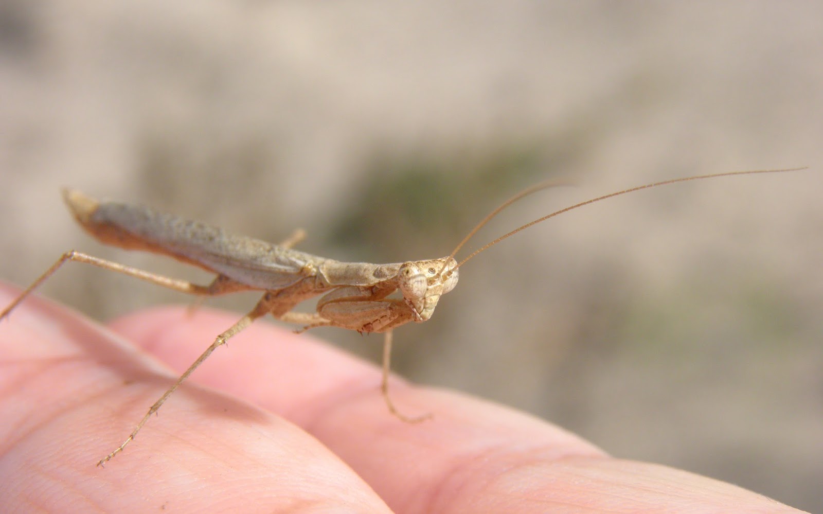Arizona: Beetles, Bugs, Birds and more: Insects at the Gravel Pit in Marana