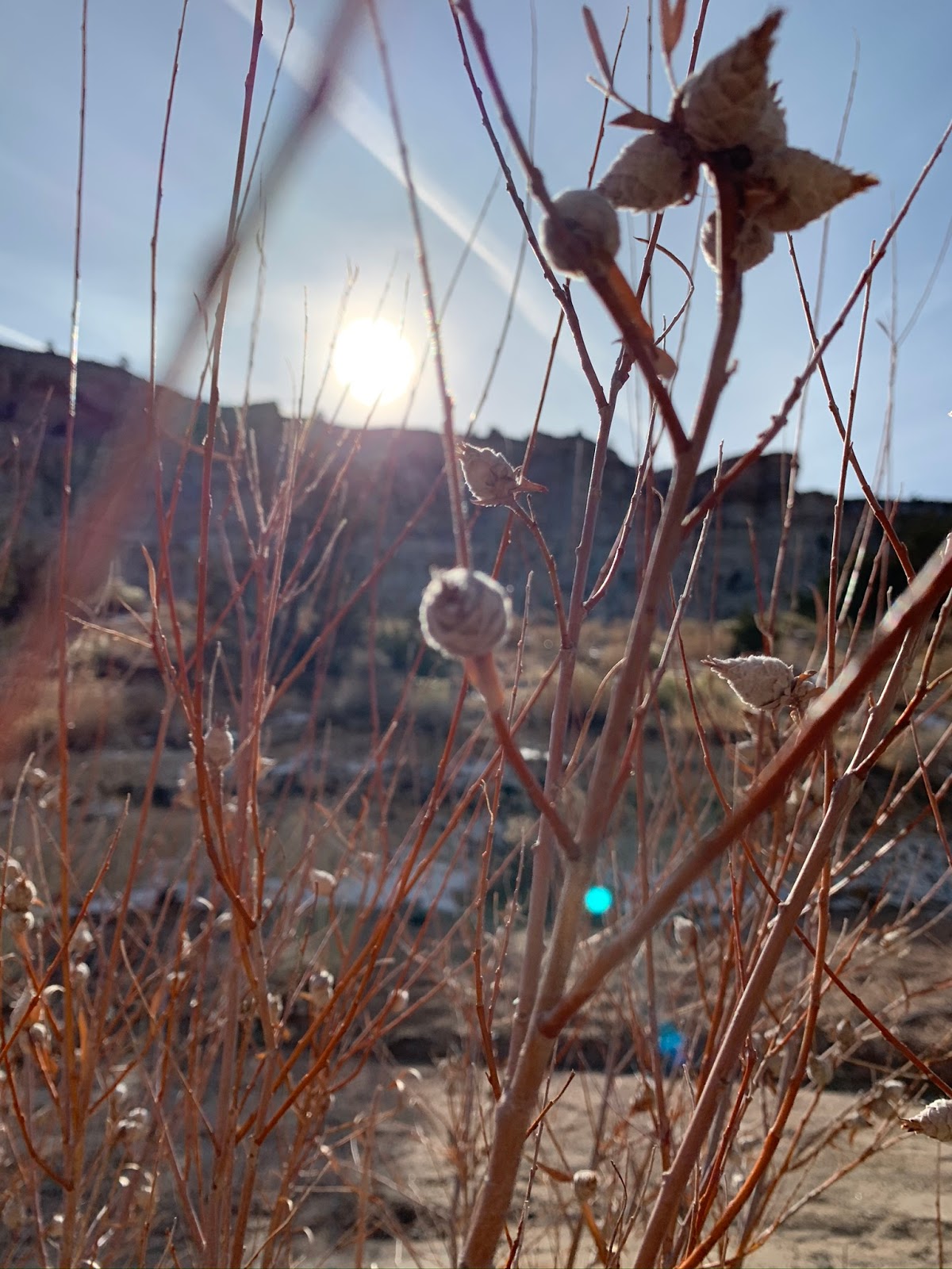 Willow Cone Gall Midges: More Charm than Harm