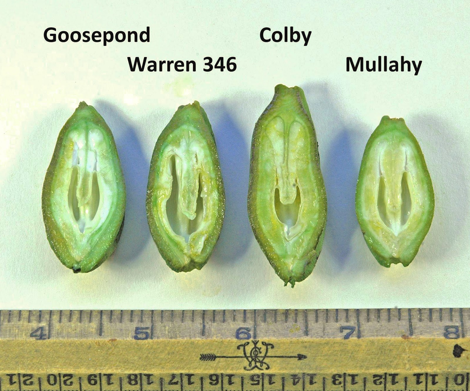 Northern Pecans: Pecan fruit sizing during July