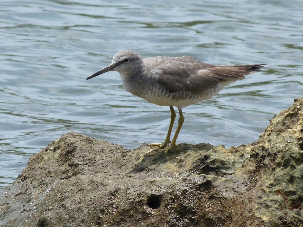 The Flycatcher: Birding surprise on Guam