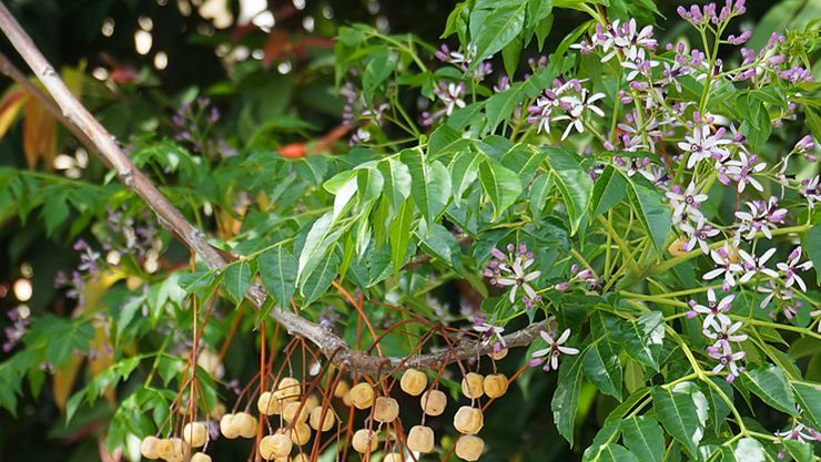 Simple and Quick Remedies for Dandruff VBLOG