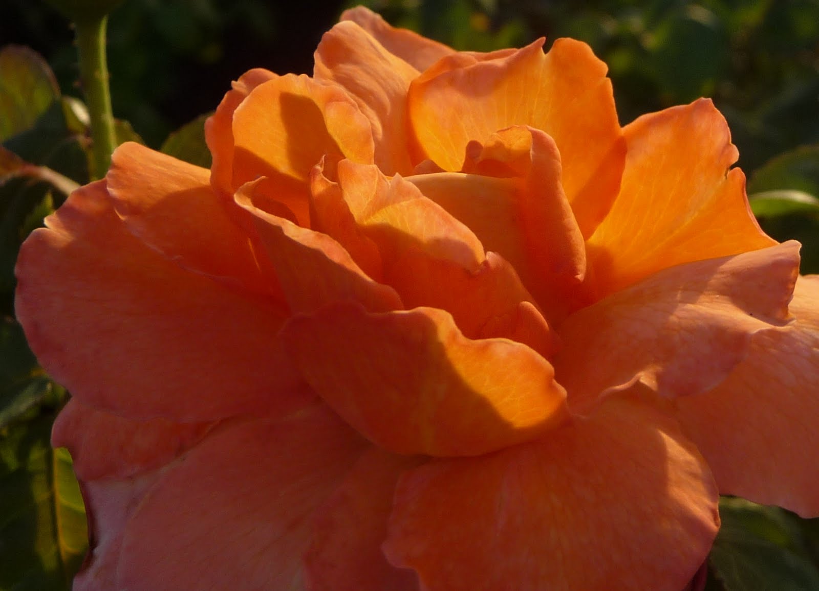 Kathy Dunham - Artist & Photographer: Sunset Rose