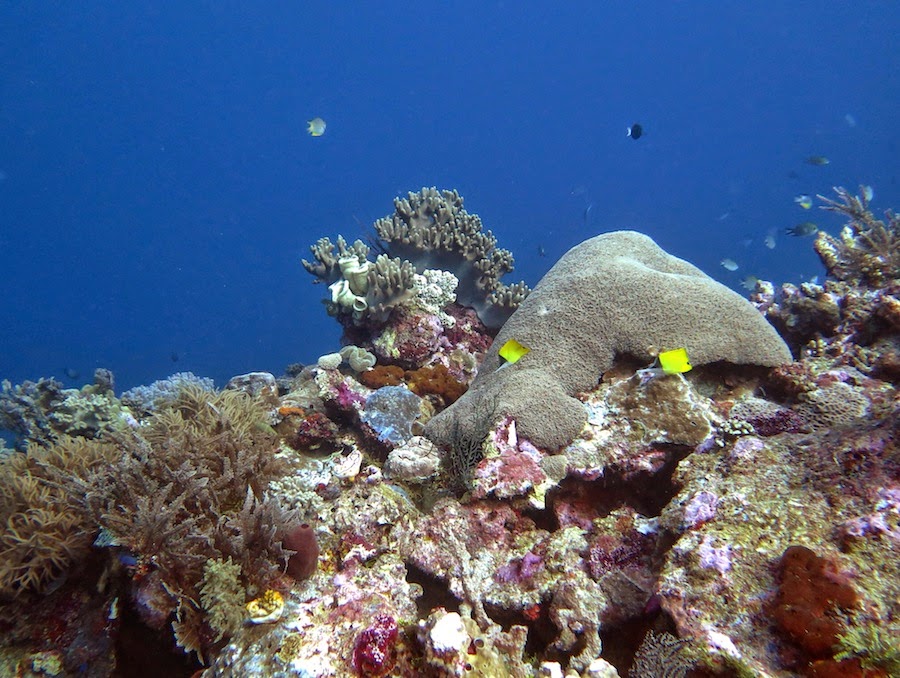 Wakatobi: Ali Reef Busy Day Underwater ~ Life Is An Absurd Journey