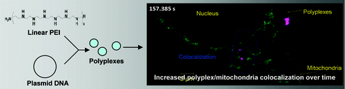 siRNA, DsiRNA and Plasmid Transfection Efficiency: PEI transfection and ...