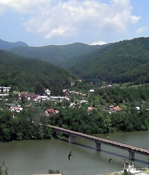 PASARI DIN ROMANIA: DREPNEA NEAGRA, Apus apus