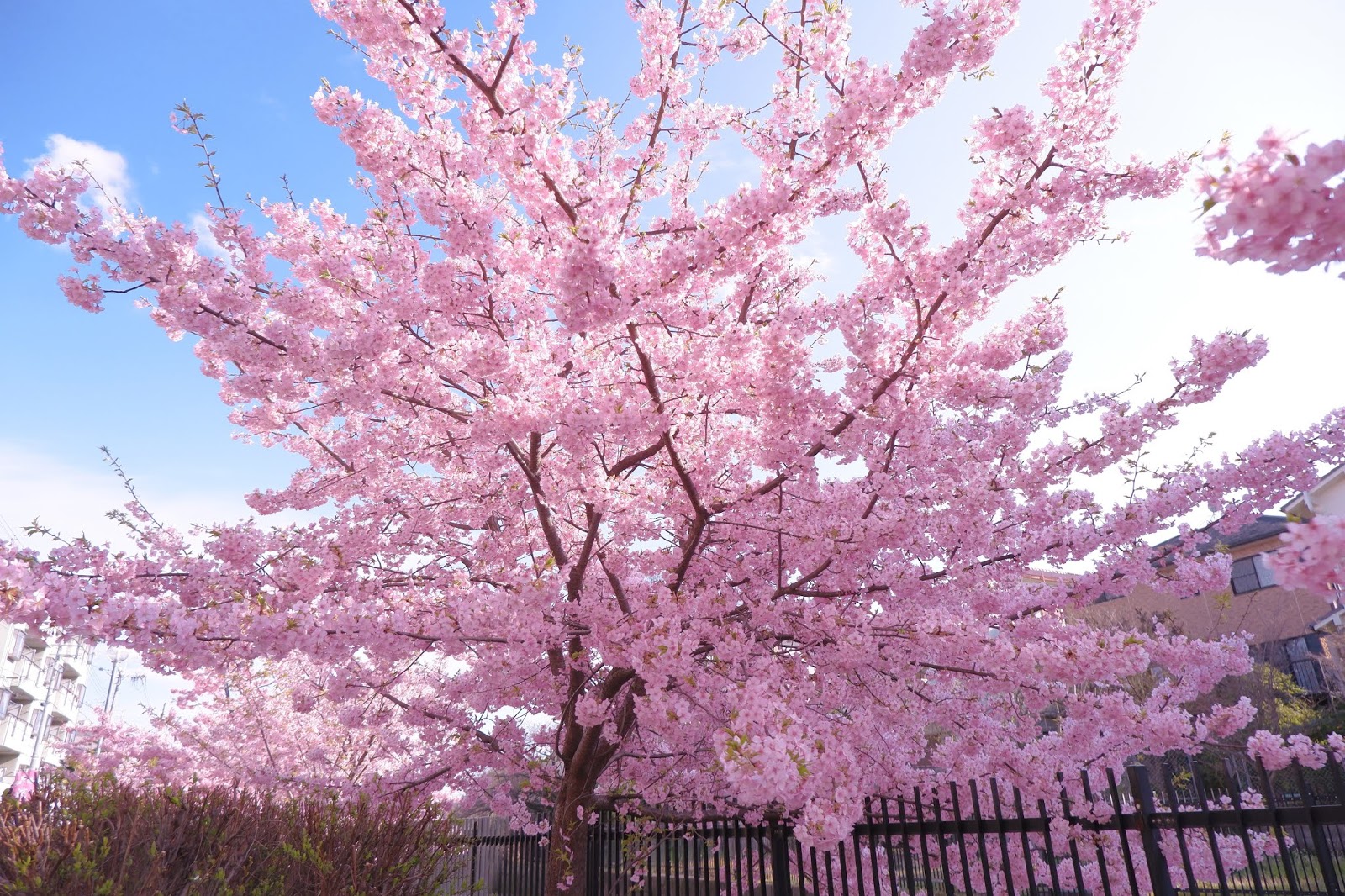Top Favourite Sakura Spots in Kyoto (crowd free) | GUIDEBOOK 1 / Welcome