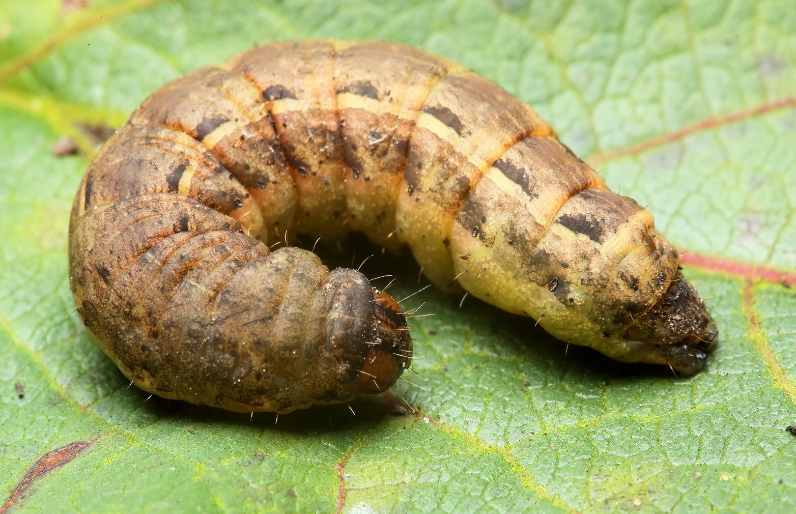 JJ's Photographic nature blog: December 2013