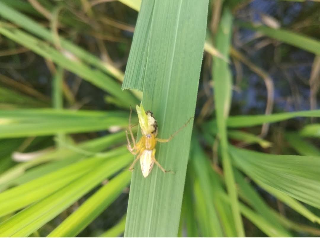 Agropedia: Beneficial insects in paddy