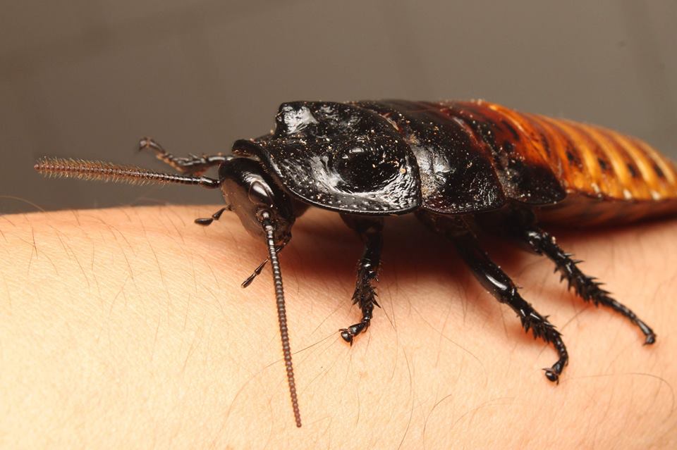 noticia: Barata de Madagascar