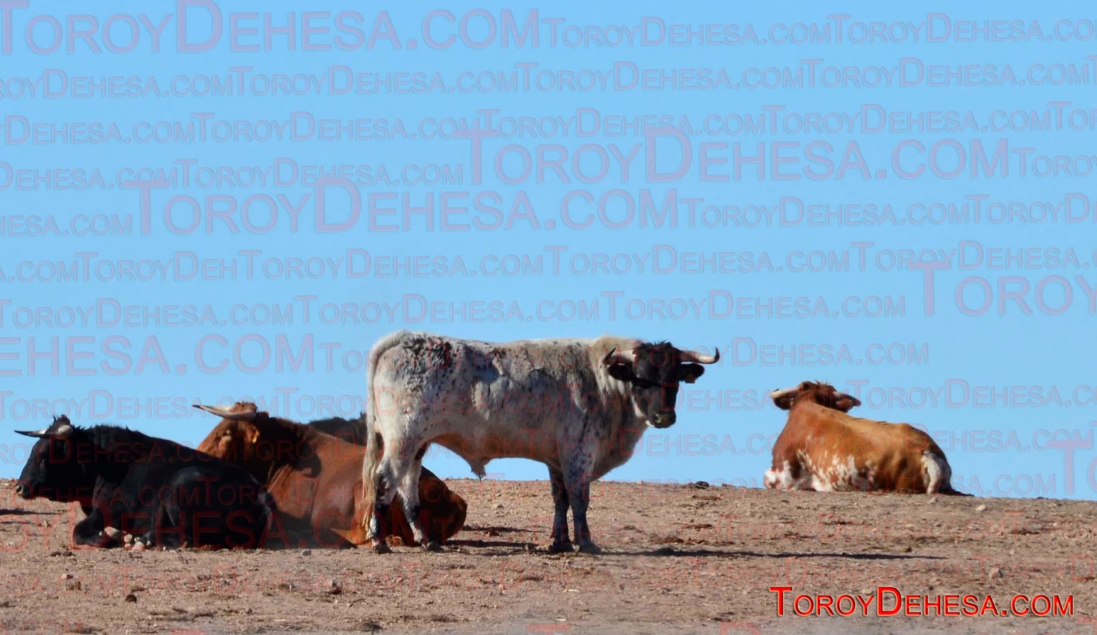 El Toro Bravo en su hábitat-------: Capirote se hace Eral