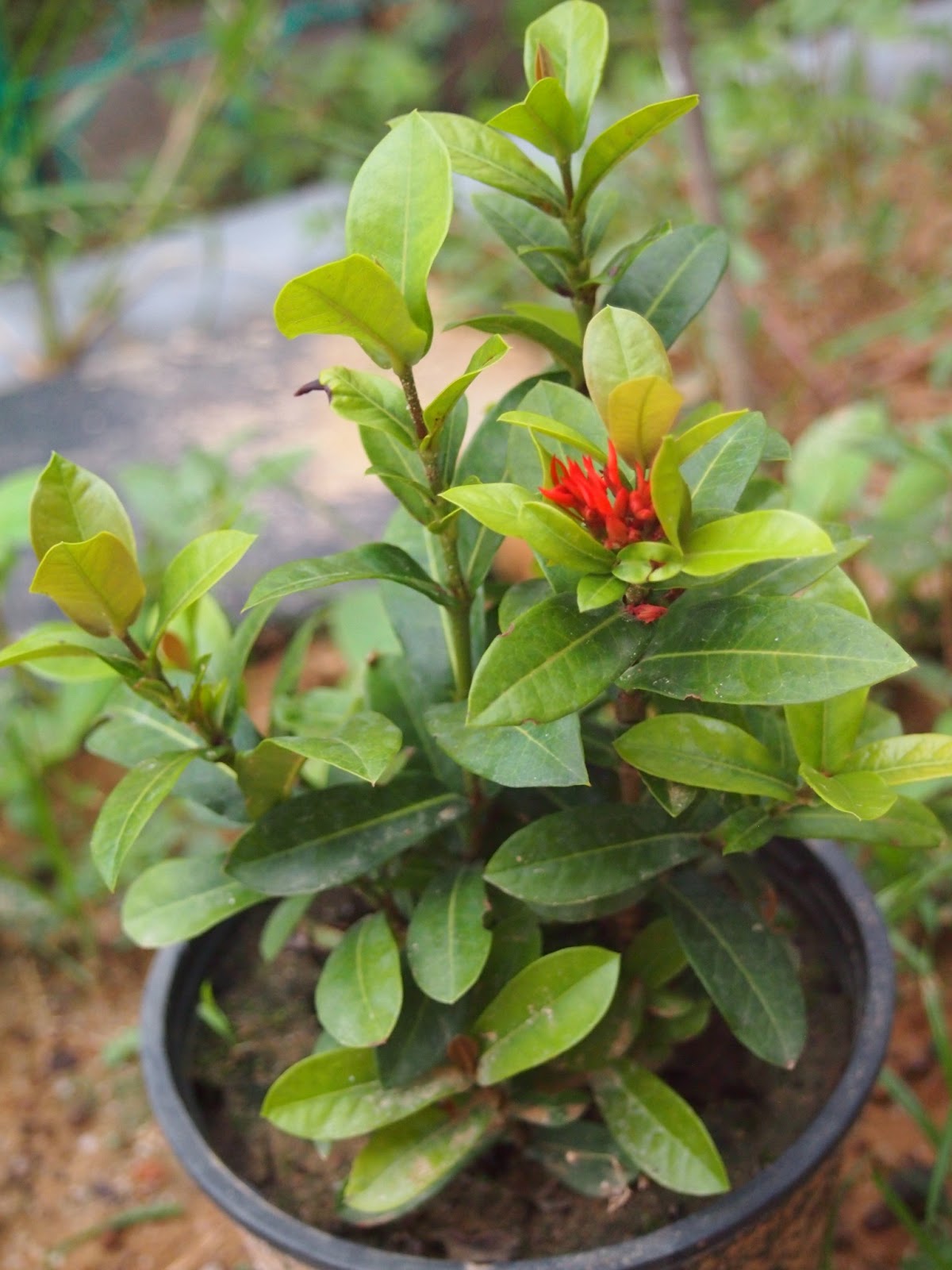 puteri manja: Koleksi Pokok di lamanku