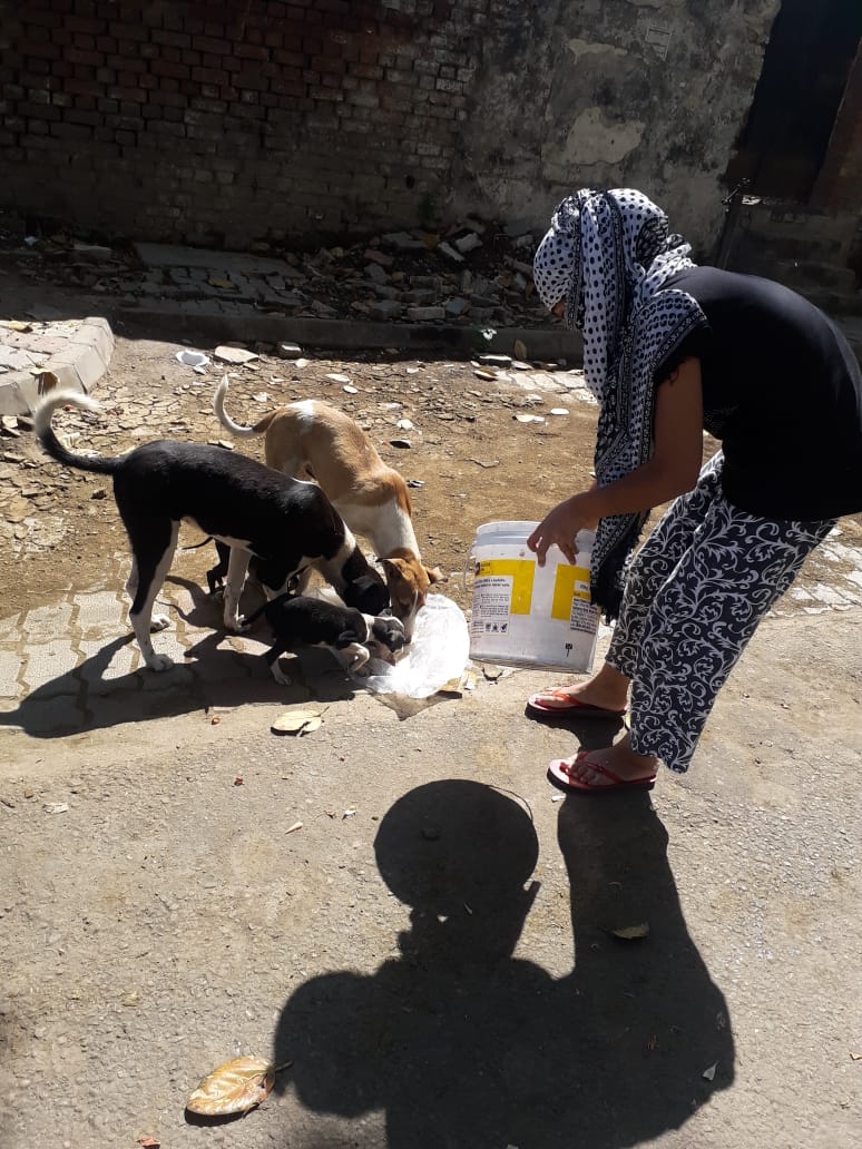 Animals Welfare NGOs In Amritsar | Adopt Trained Animals In Punjab