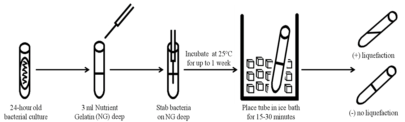 MICROBIOLOGY TECHNIQUES: GELATIN HYDROLYSIS TEST