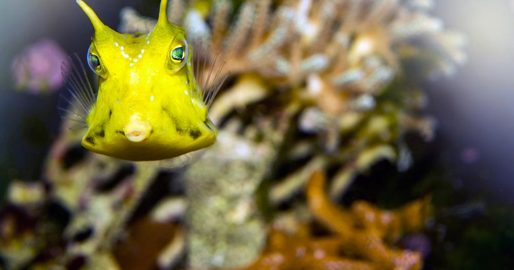 Conoce a 15 peces raros interesantes - @El conocimiento es libre ⌐ _ )