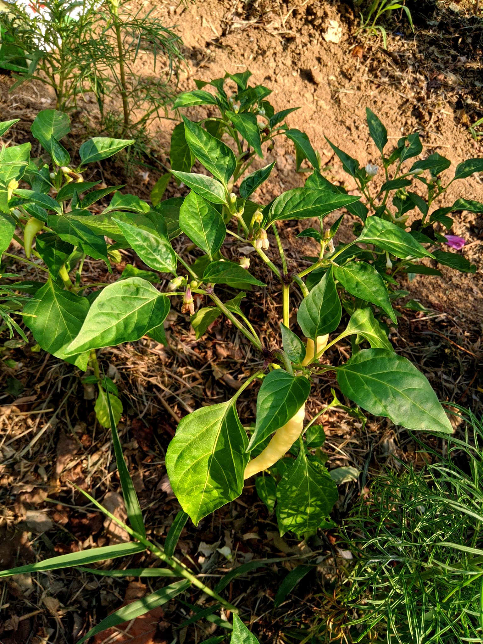 Fefferoni- Balkans hot peppers - Rolling down my garden