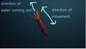 LIZ Biology 11: SQUID DISSECTION