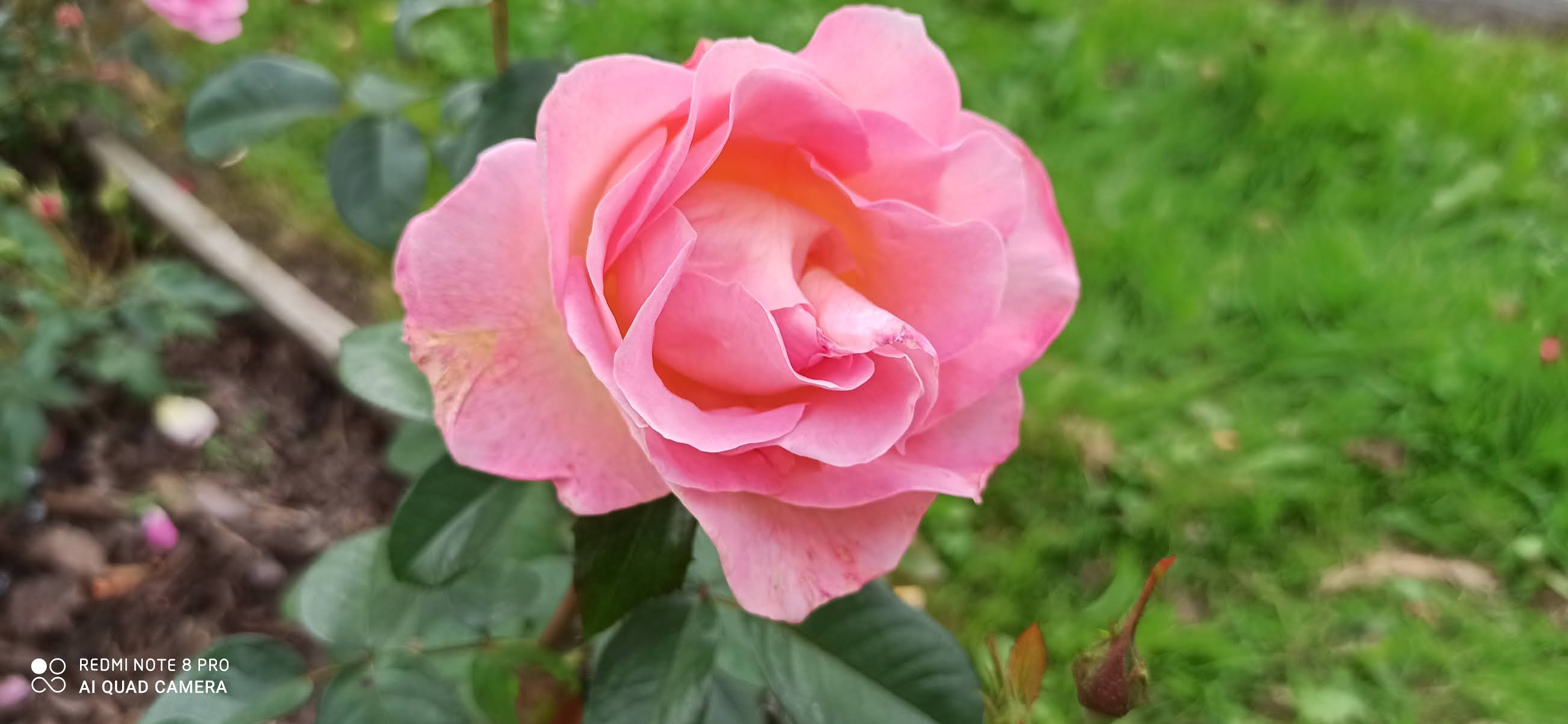 Ranczo Elma: Róża (Rose) Doris Tysterman