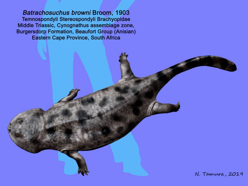 Spinops: Prolibytherium magnieri