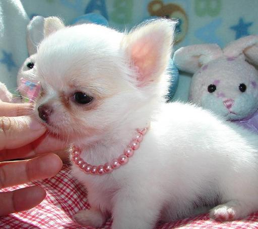 Imágenes Perros (Chihuahua)
