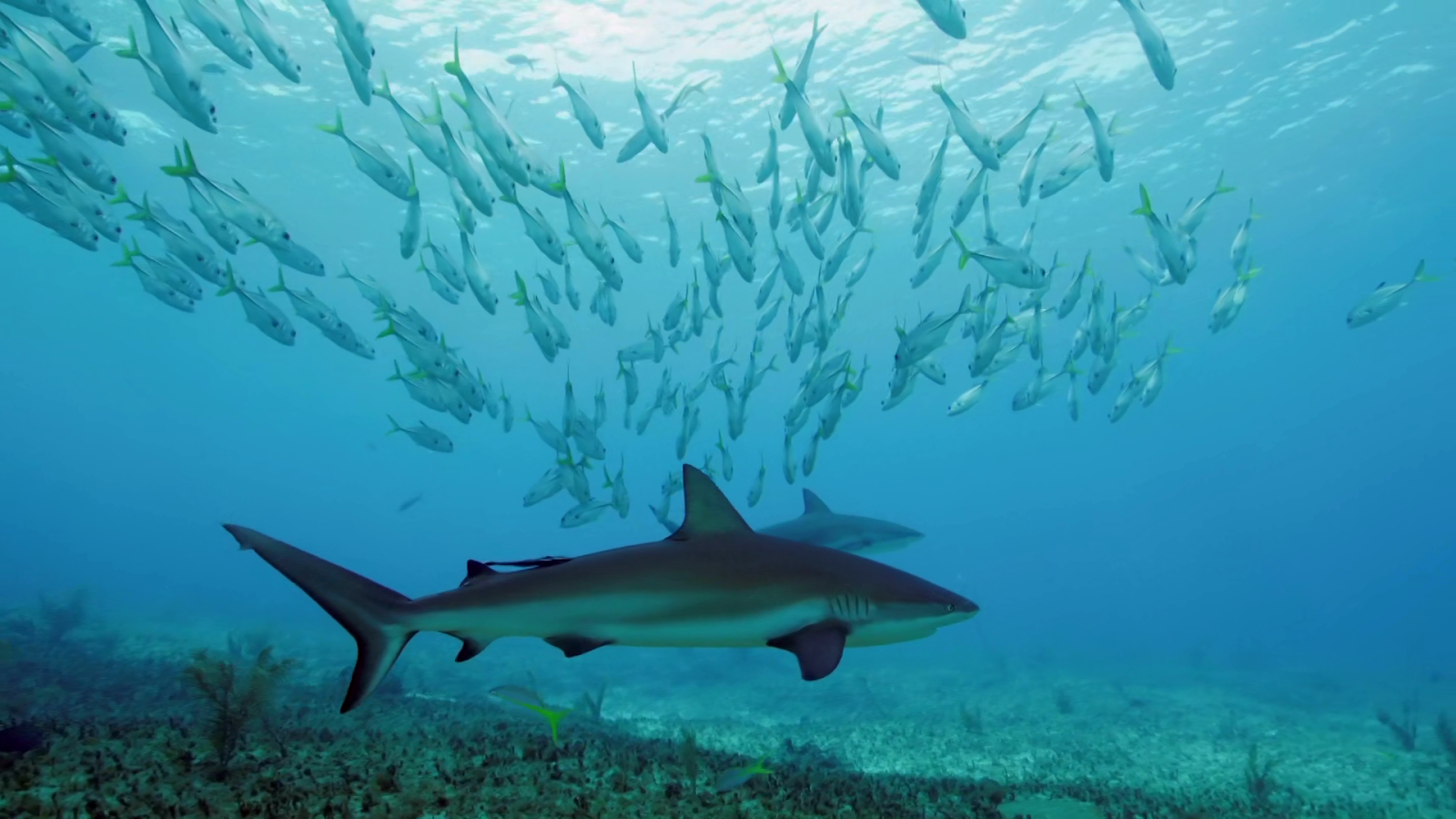 Asadal: BBC Blue Planet Revisited 1/2: A Sharks Tale (2020)