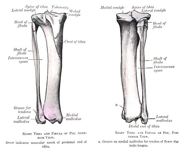 Tibia Fibula | Gross Anatomy | Anjani Mishra
