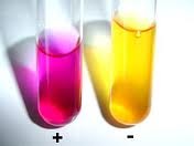 Reino da Endoscopia e do Fígado: O que é teste da urease